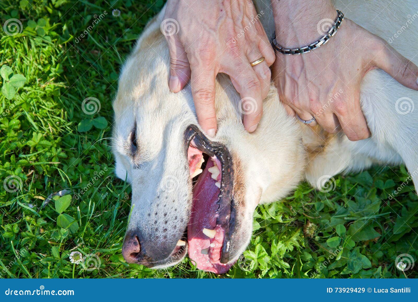 Cuddle To Labrador Dog in the Park Stock Image - Image of happiness ...