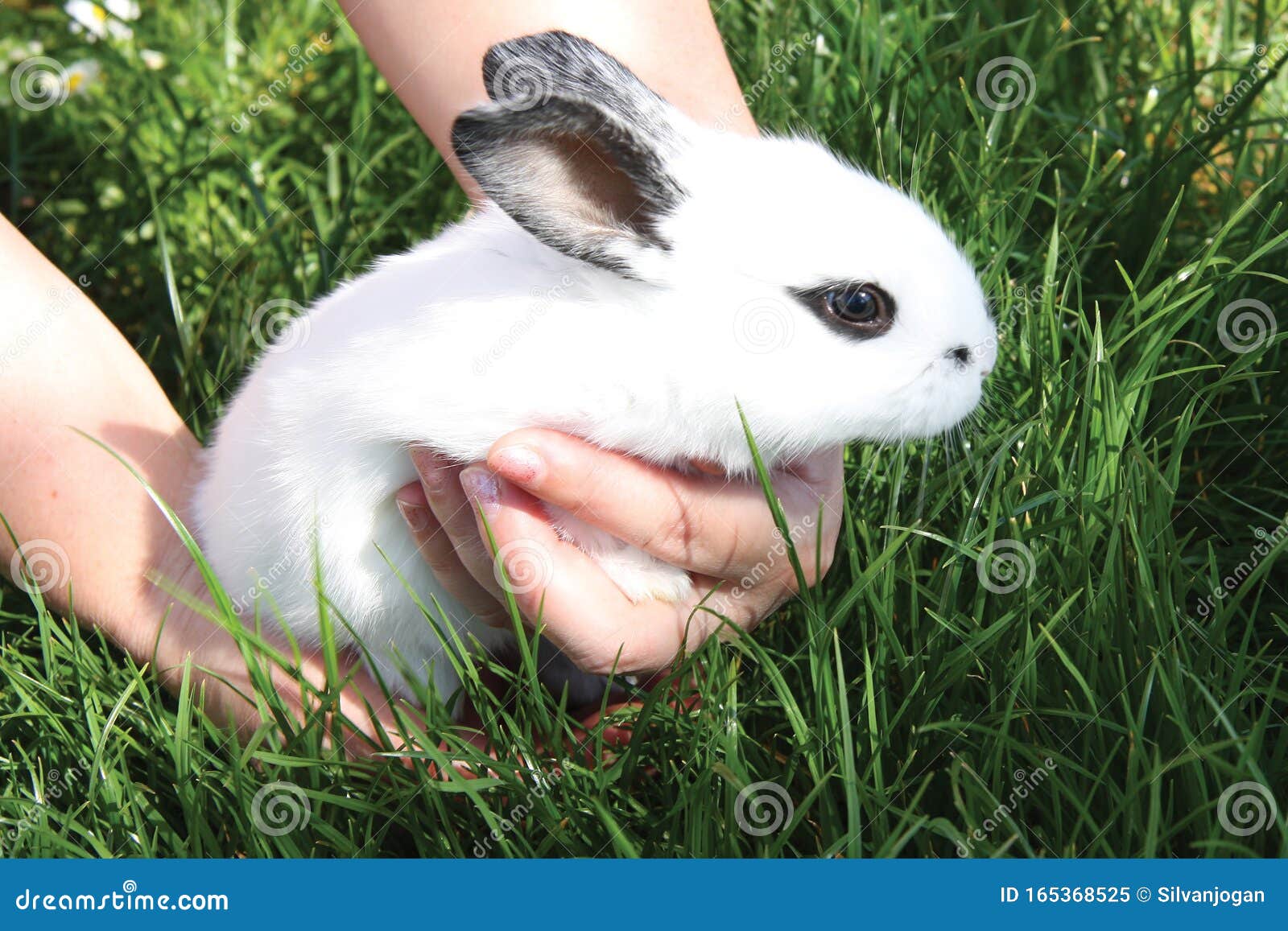 Cuddling baby rabbit stock image. Image of cuddling - 165368525