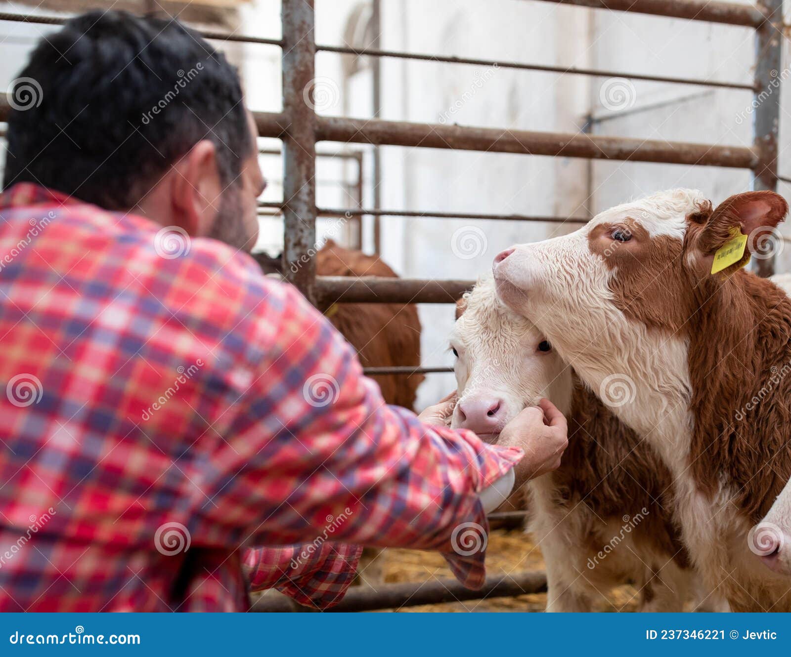 Cuddling calves in a barn stock image. Image of farm - 237346221