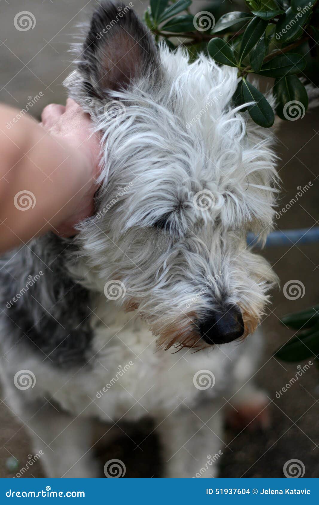 Cuddling a Dog stock photo. Image of cuddling, field - 51937604