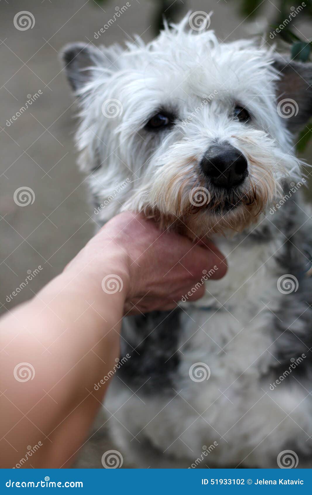 Cuddling a Dog stock photo. Image of nose, animal, cuddling - 51933102