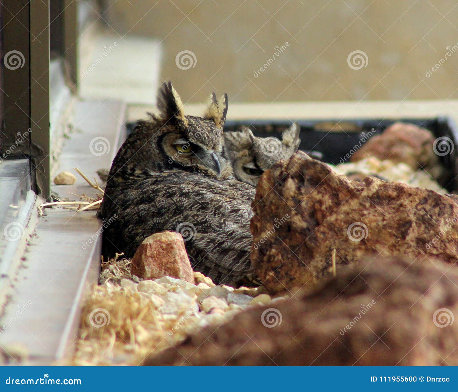 Cuddling Great Horned Owls stock photo. Image of eyes - 111955600