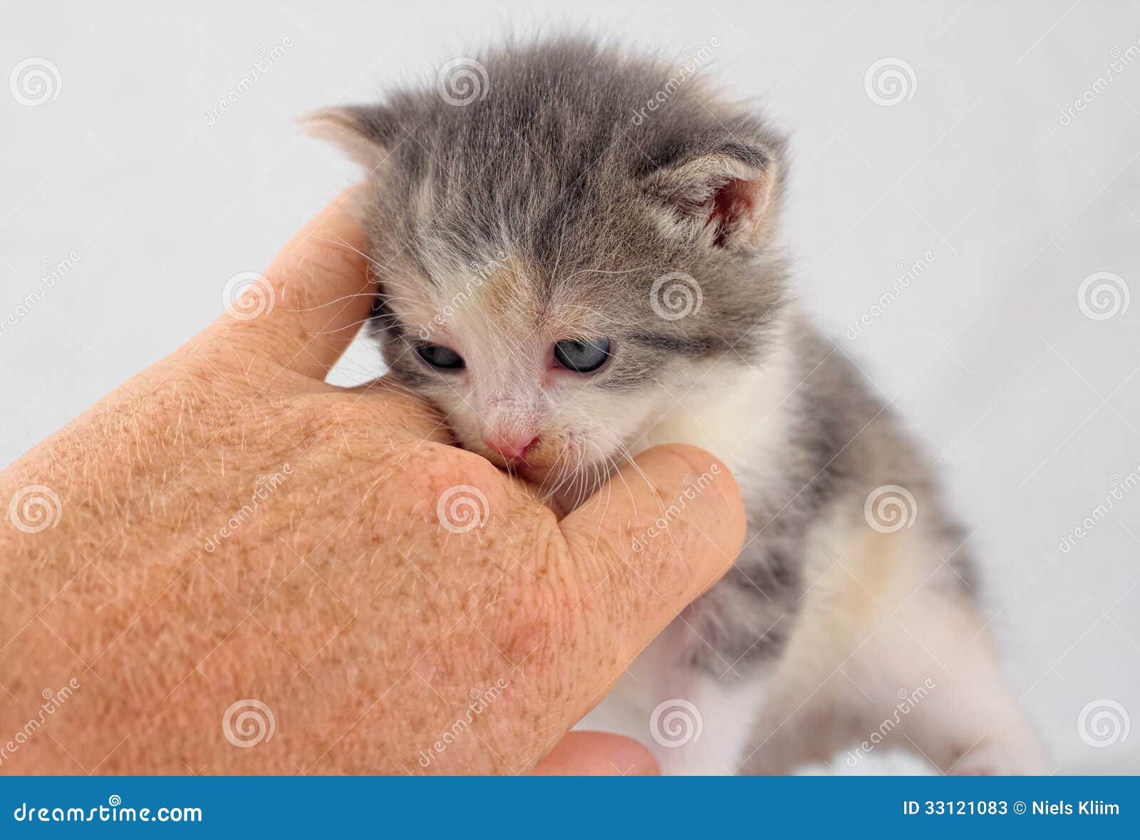 Cuddling a kitten stock image. Image of fingers, animal - 33121083