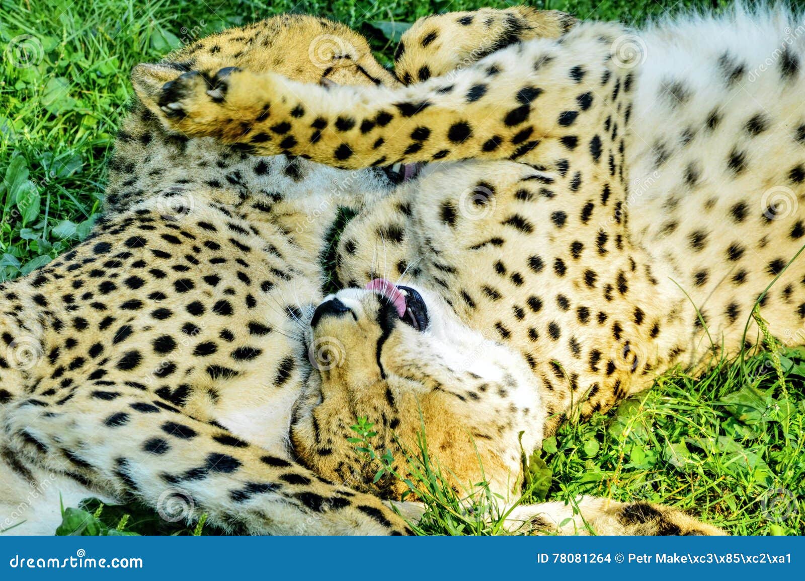 Cuddling Pair of Cheetahs on the Grass Stock Photo - Image of siblings ...