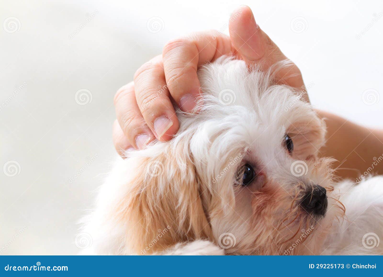 Cuddling pet dog stock image. Image of family, tender - 29225173