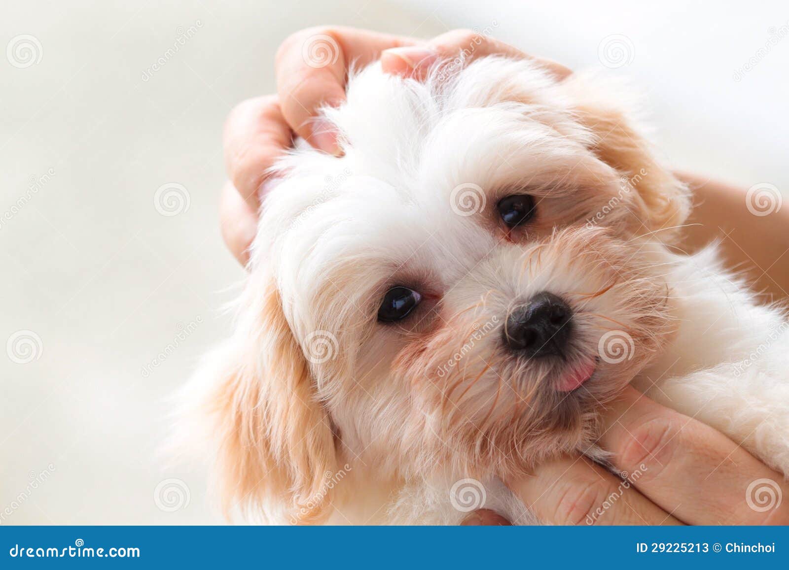 Cuddling pet dog stock image. Image of love, white, lifestyle - 29225213