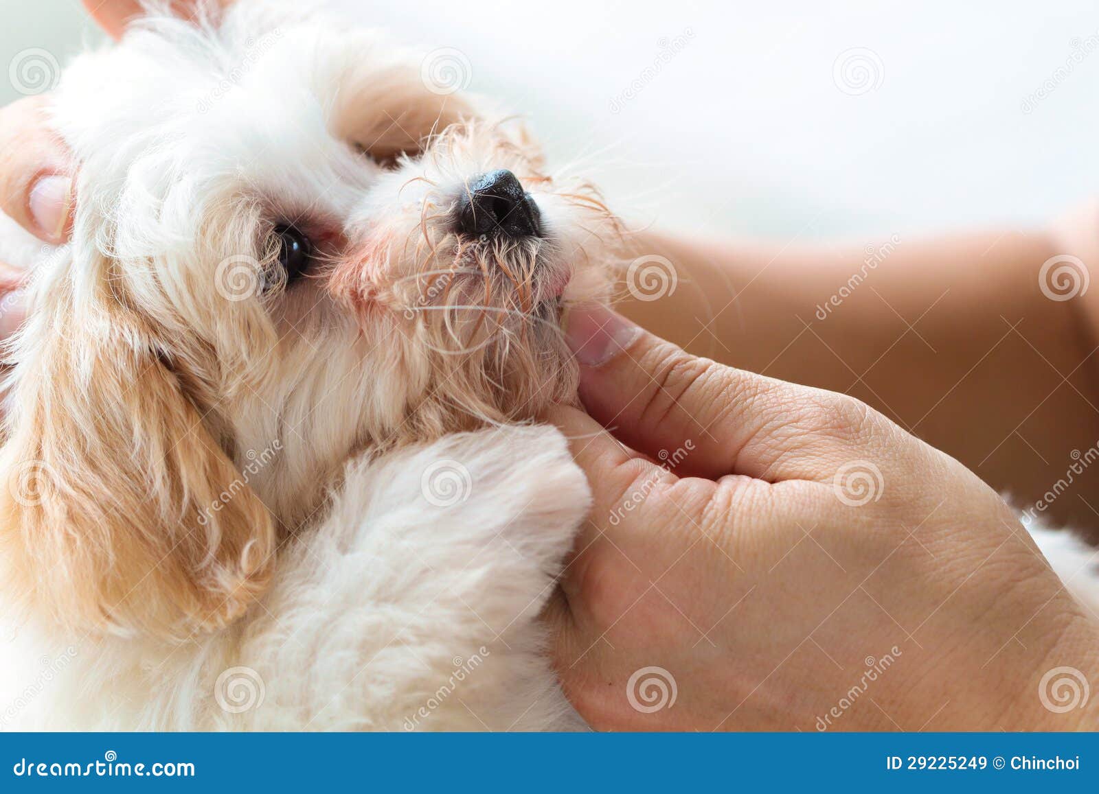 Cuddling pet dog stock image. Image of enjoy, love, family - 29225249