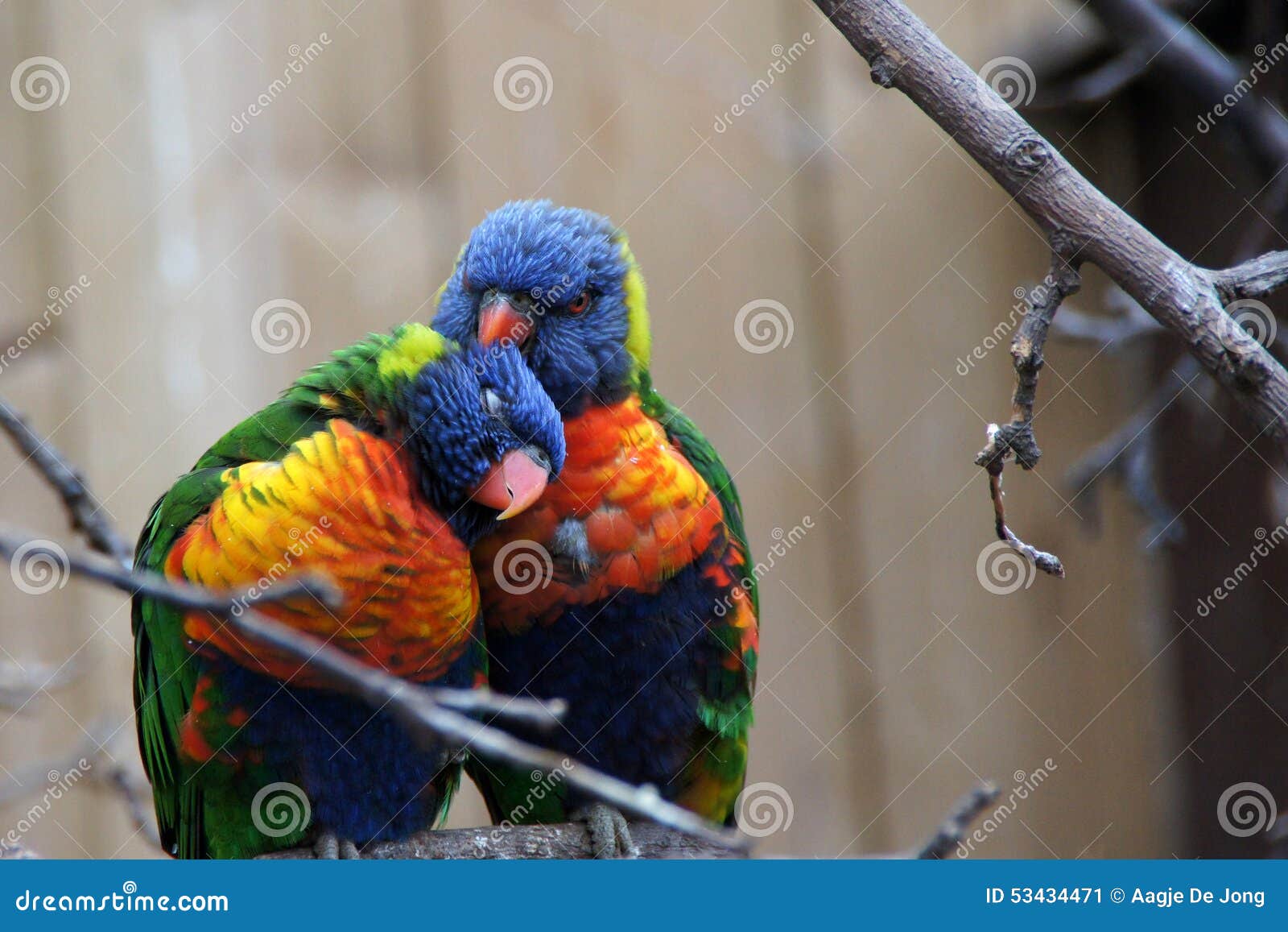 Cuddling Rainbow Parakeets Stock Photos - Free & Royalty-Free Stock ...