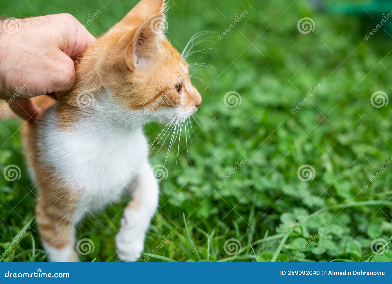 Cuddle a Small Ginger Cat with Hand Stock Photo - Image of wildlife ...