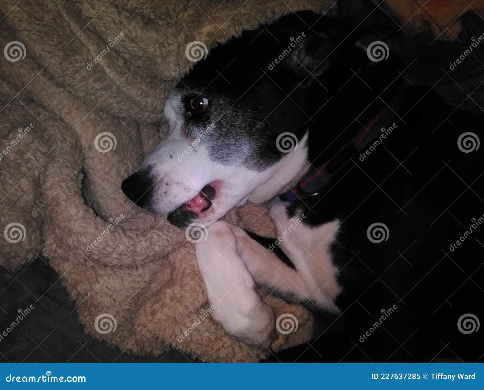 Cuddling soft stock image. Image of animal, sweet, love - 227637285