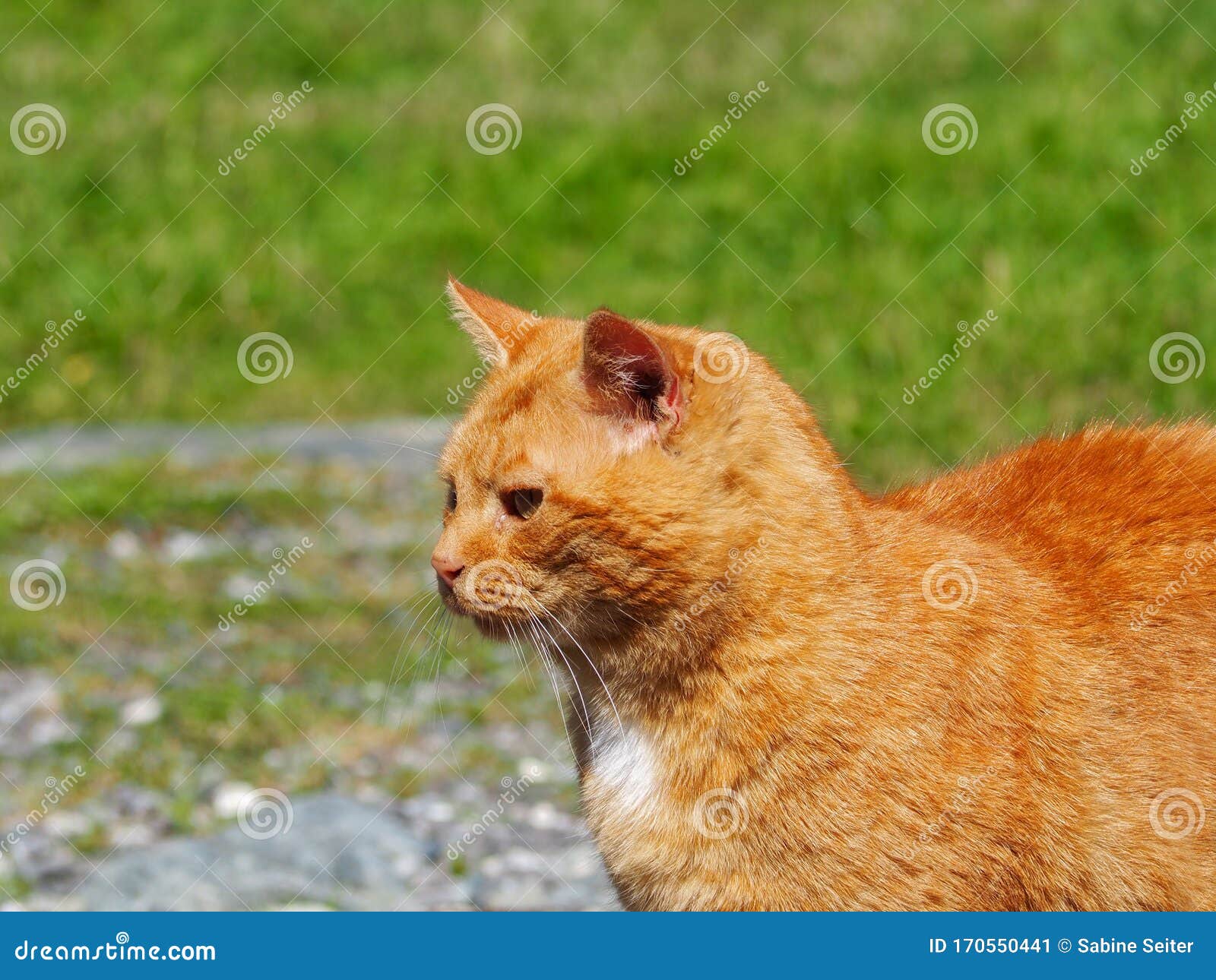 Cuddly adult ginger cat stock image. Image of adult - 170550441