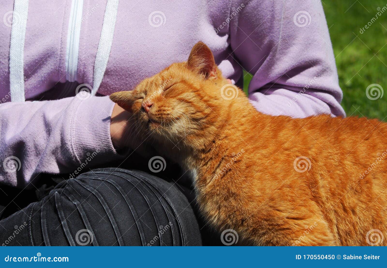 Cuddly adult ginger cat stock photo. Image of ginger - 170550450