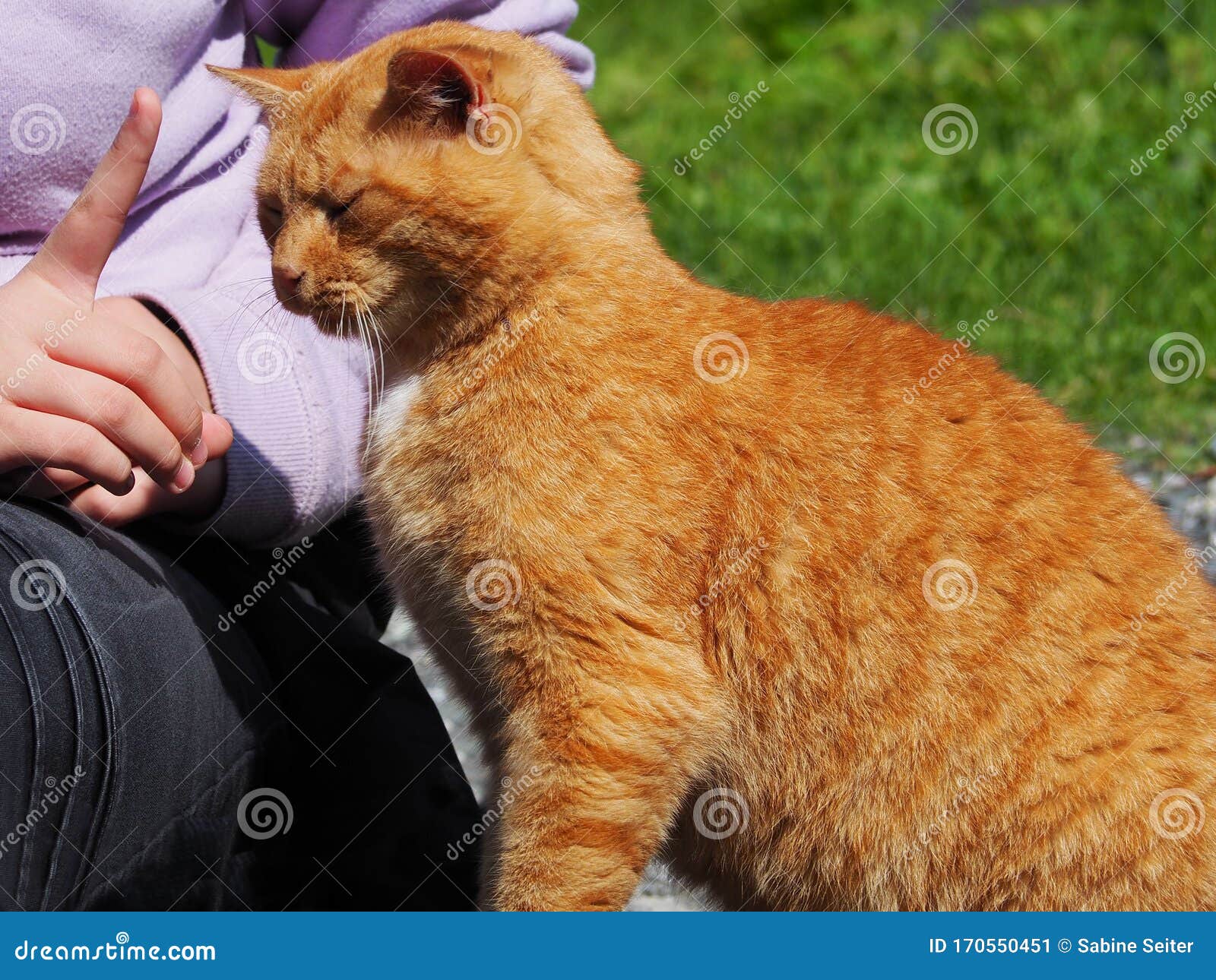 Cuddly adult ginger cat stock image. Image of cats, portrait - 170550451