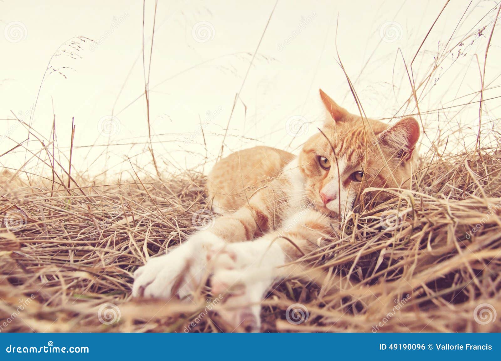 Cuddly Cat Paws Outstretched Stock Photo - Image of tabby, playing ...
