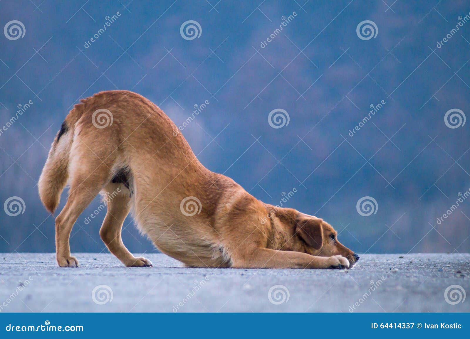 Cuddly dog stock image. Image of gorgeous, expression - 64414337