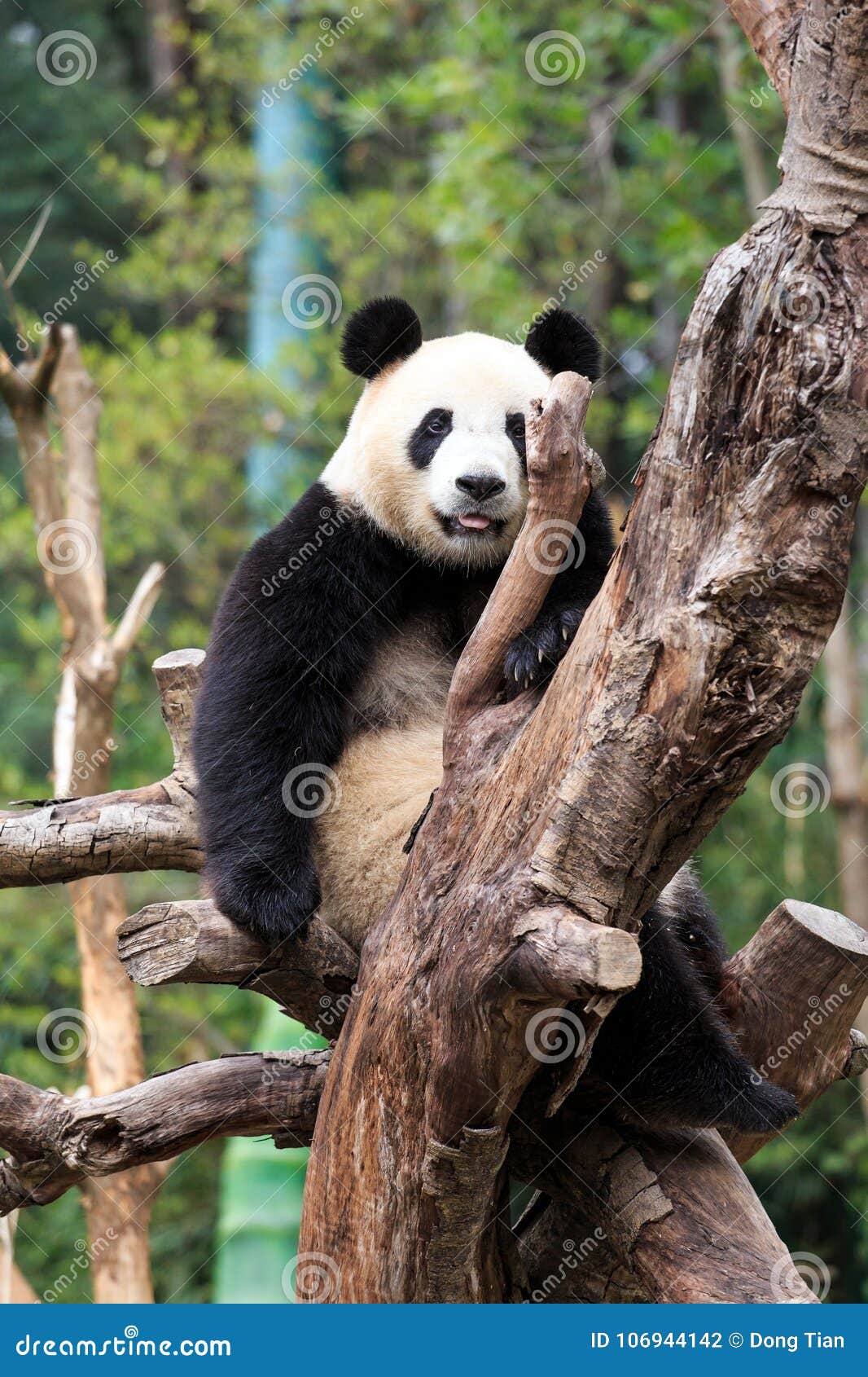 The cuddly giant panda stock photo. Image of cute, like - 106944142