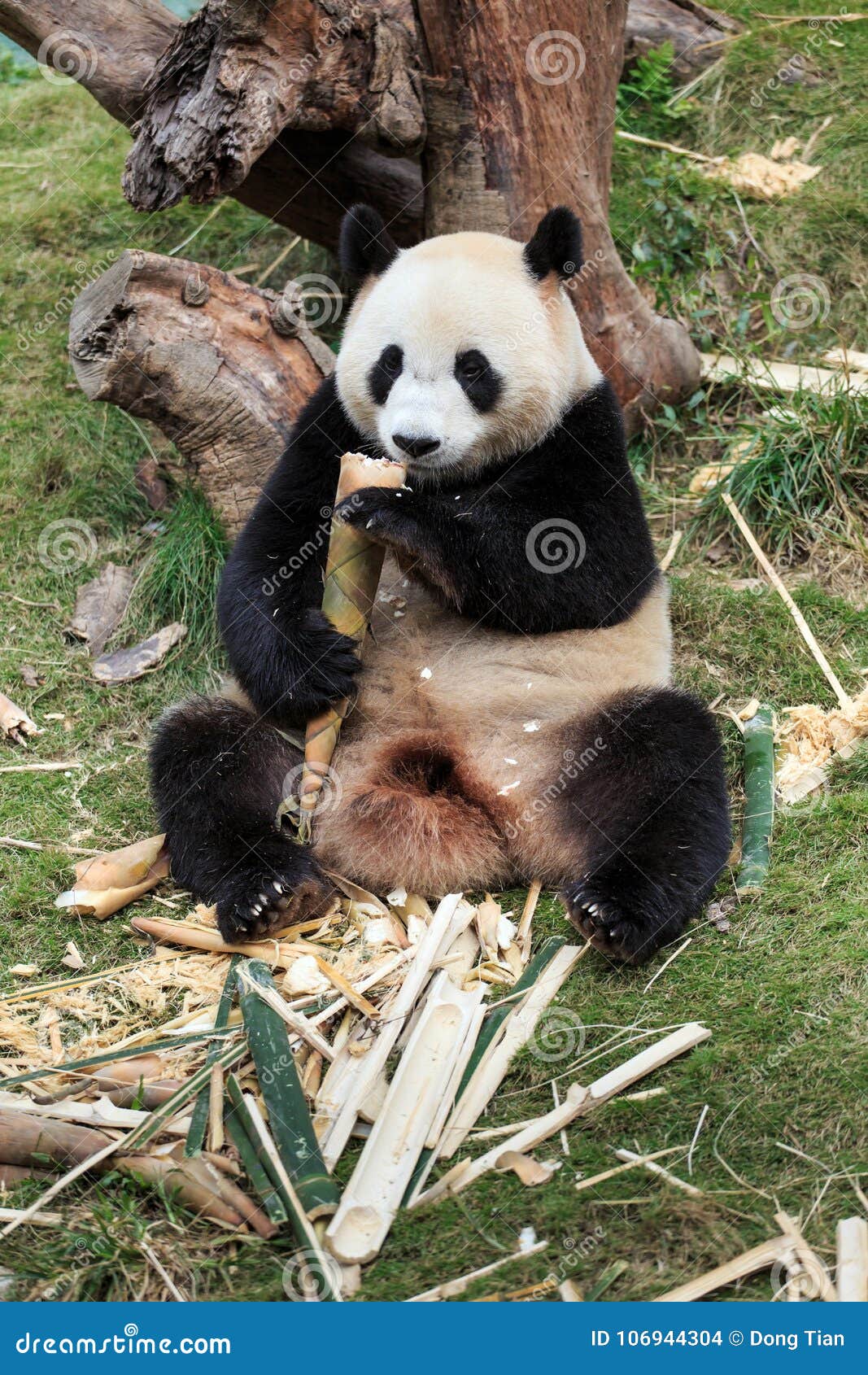 The cuddly giant panda stock photo. Image of animal - 106944304