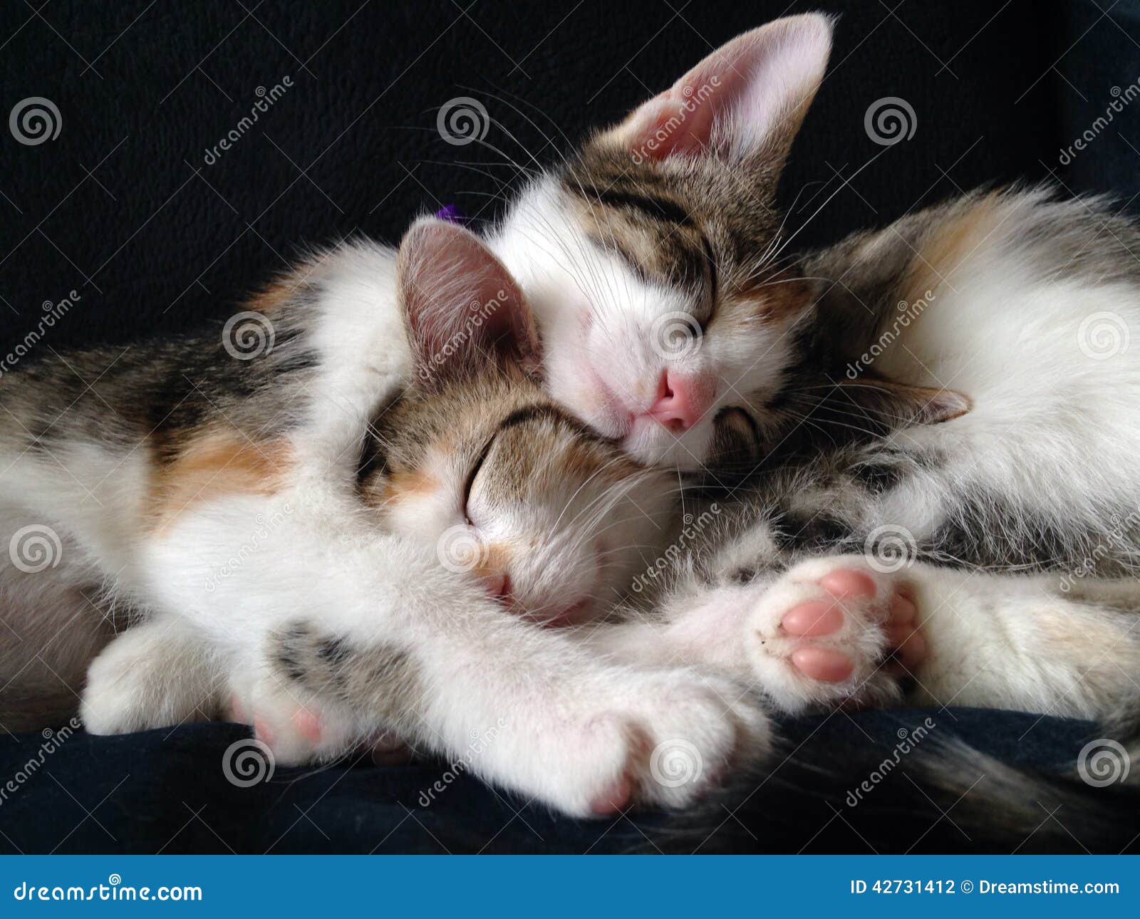 Cuddly Kittens stock photo. Image of together, cuddly - 42731412