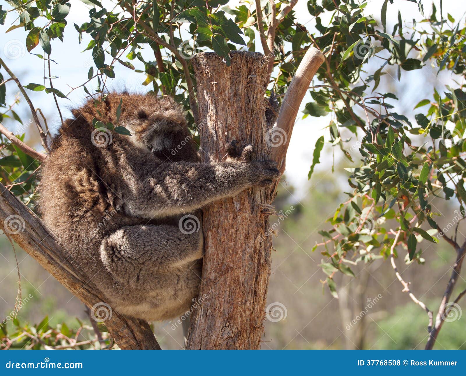 Cuddly koala stock photo. Image of animals, sleep, native - 37768508