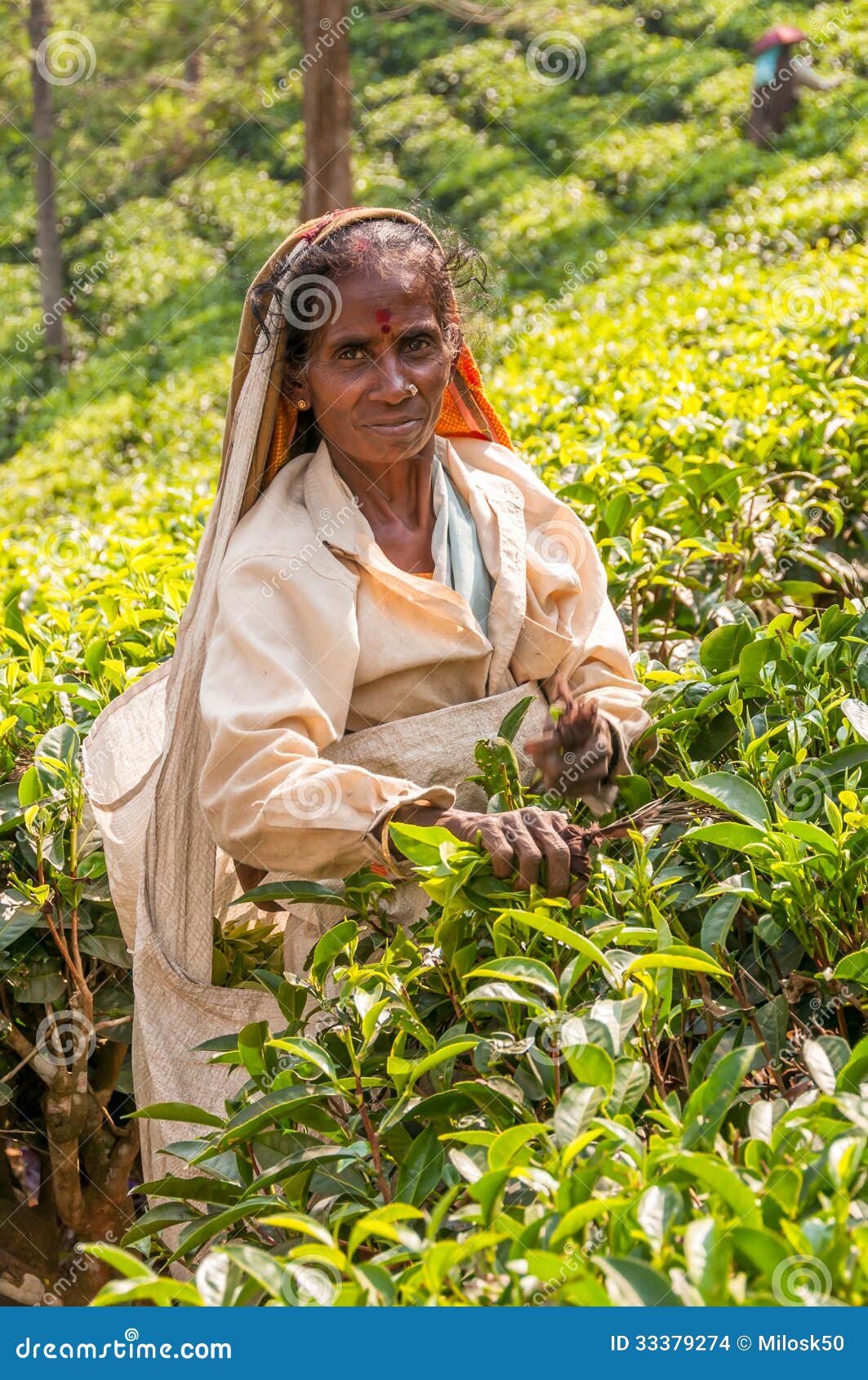 Cueillette de thé image stock éditorial. Image du hausse - 33379274