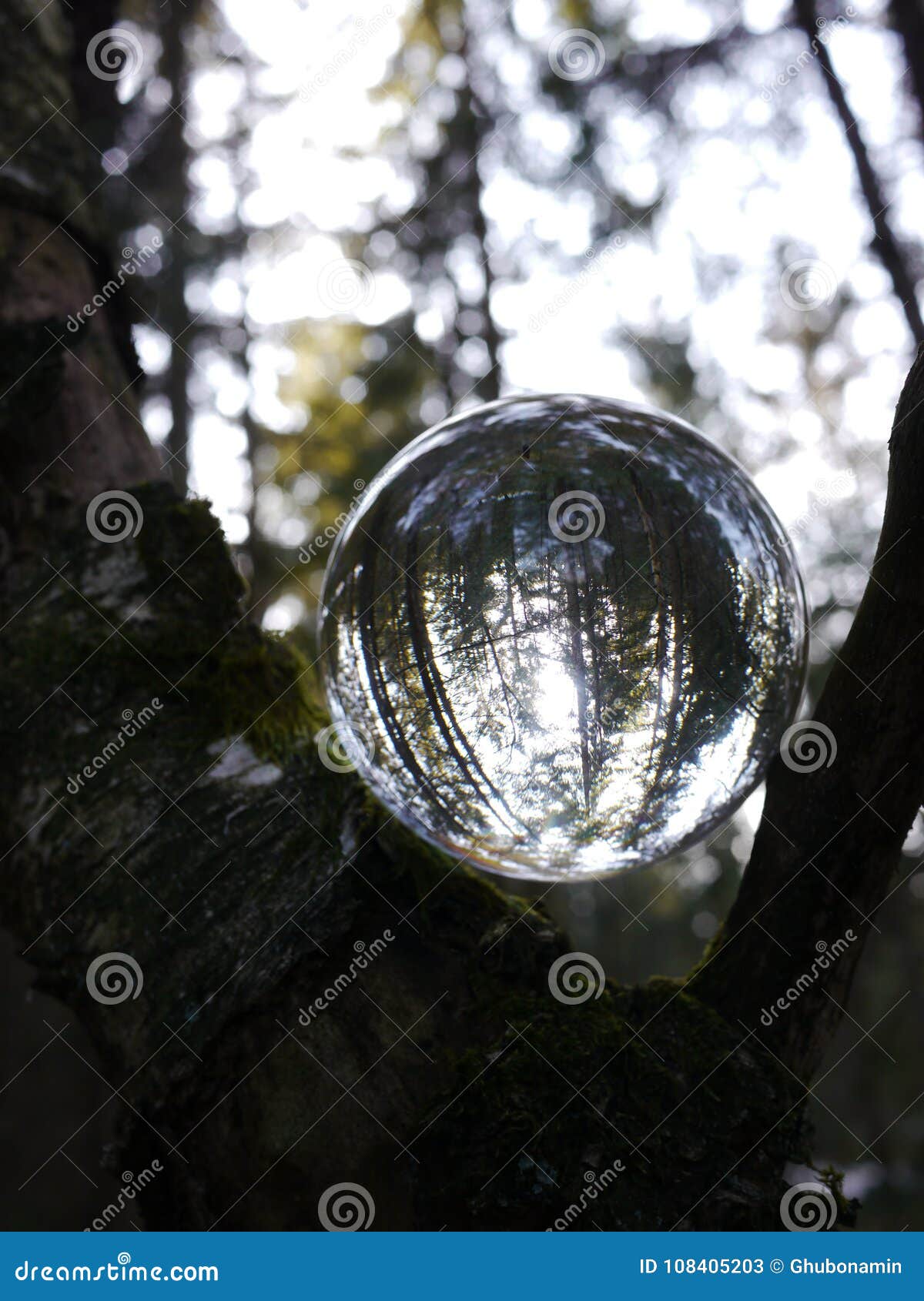 Cuenco En La Madera Que Es Espejo Invertido Imagen de archivo - Imagen ...