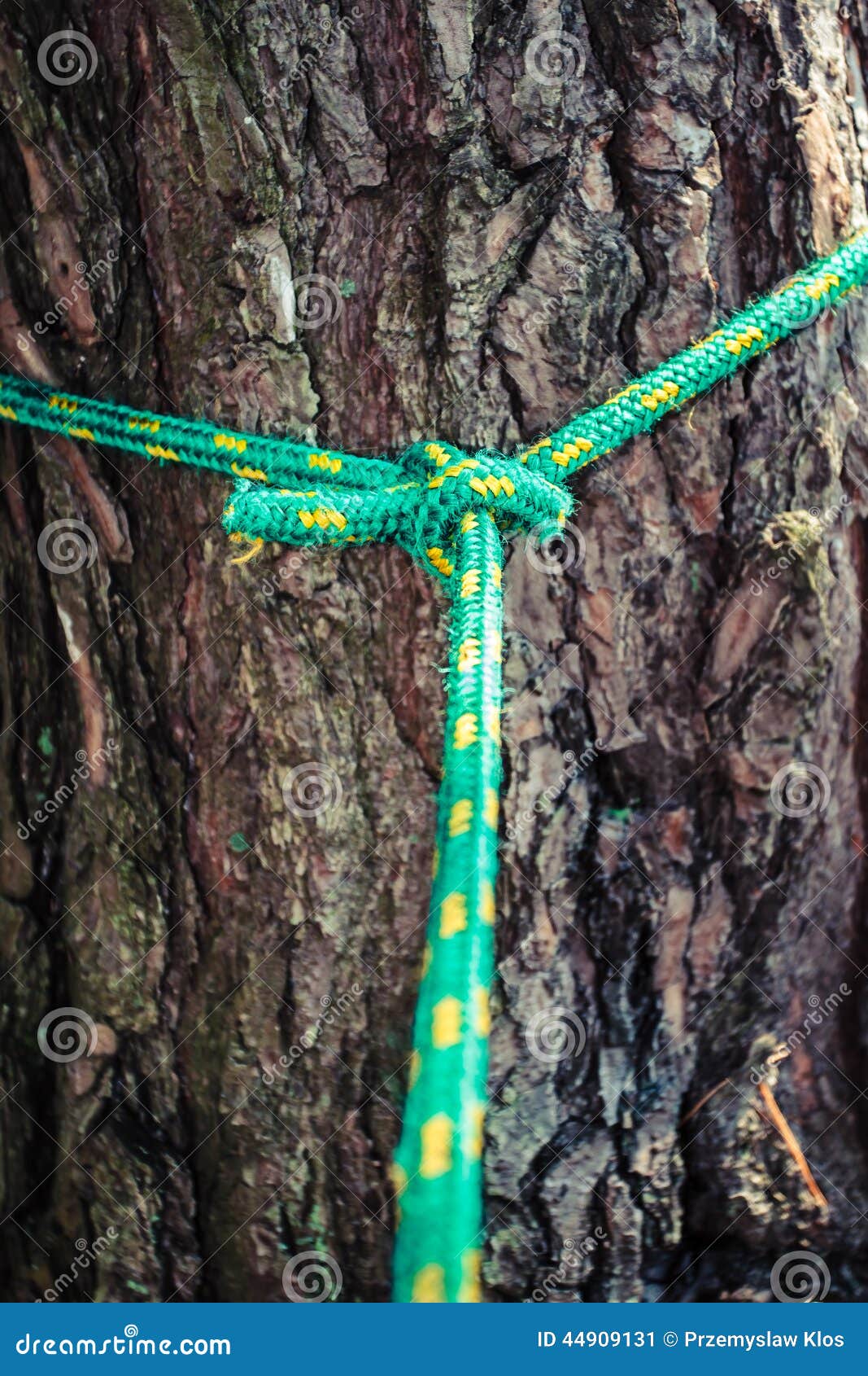 Cuerda atada en árbol imagen de archivo. Imagen de blanco - 44909131