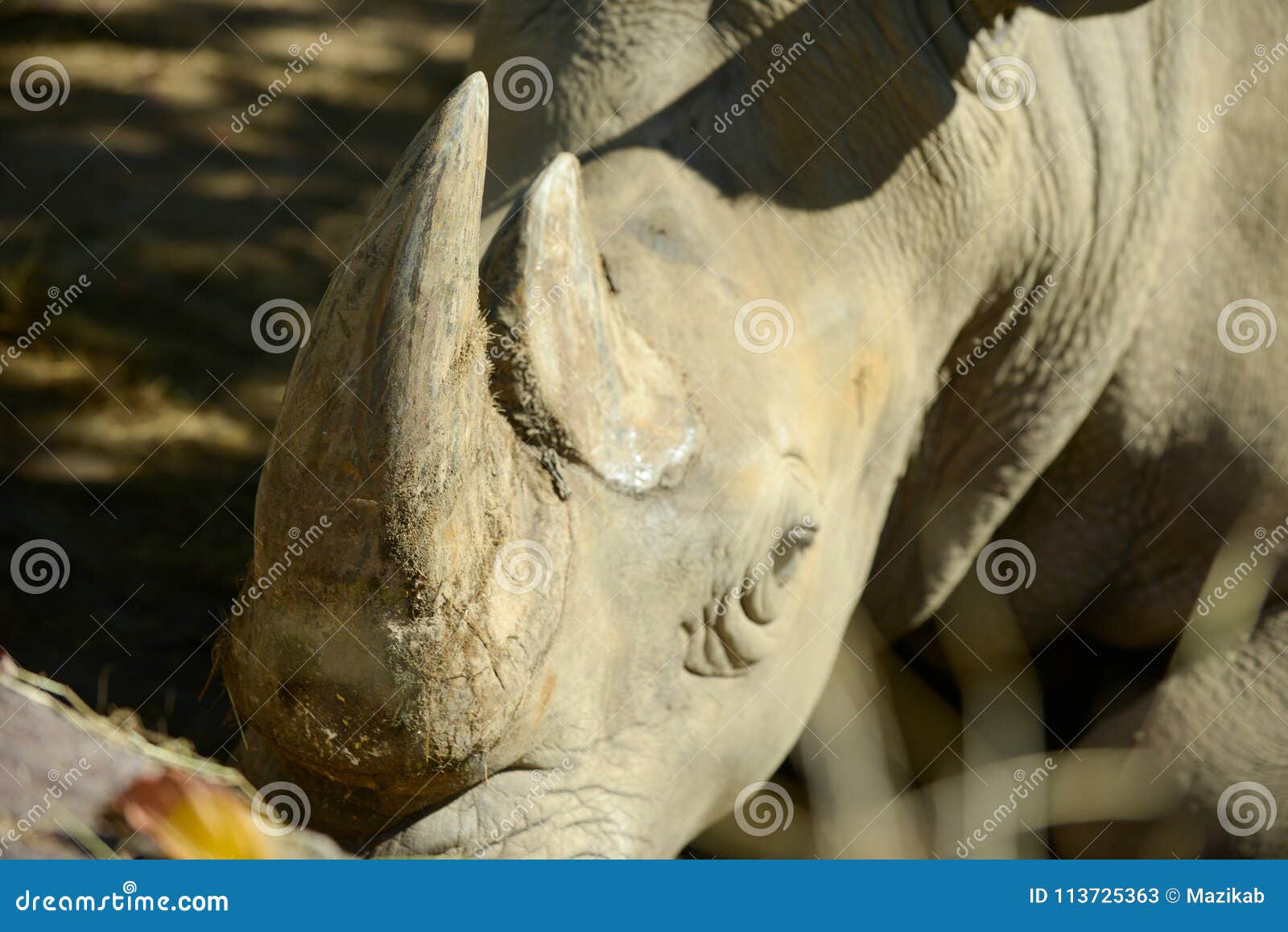 Cuerno del rinoceronte imagen de archivo. Imagen de fuerza - 113725363