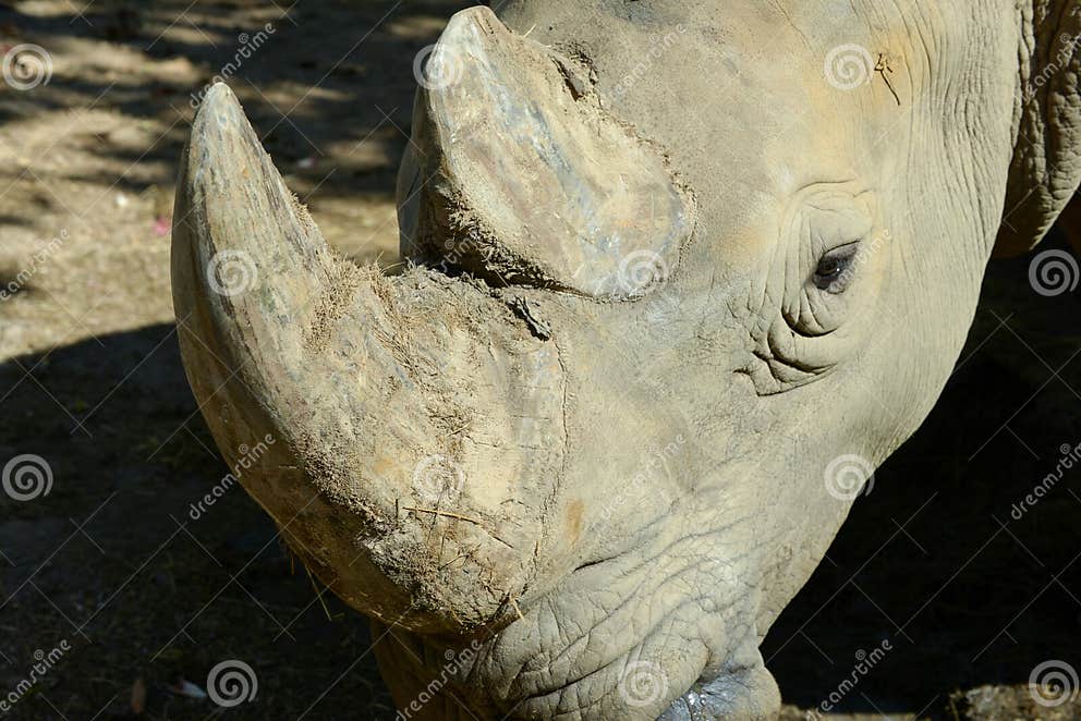 Cuerno del rinoceronte imagen de archivo. Imagen de endangered - 113725589