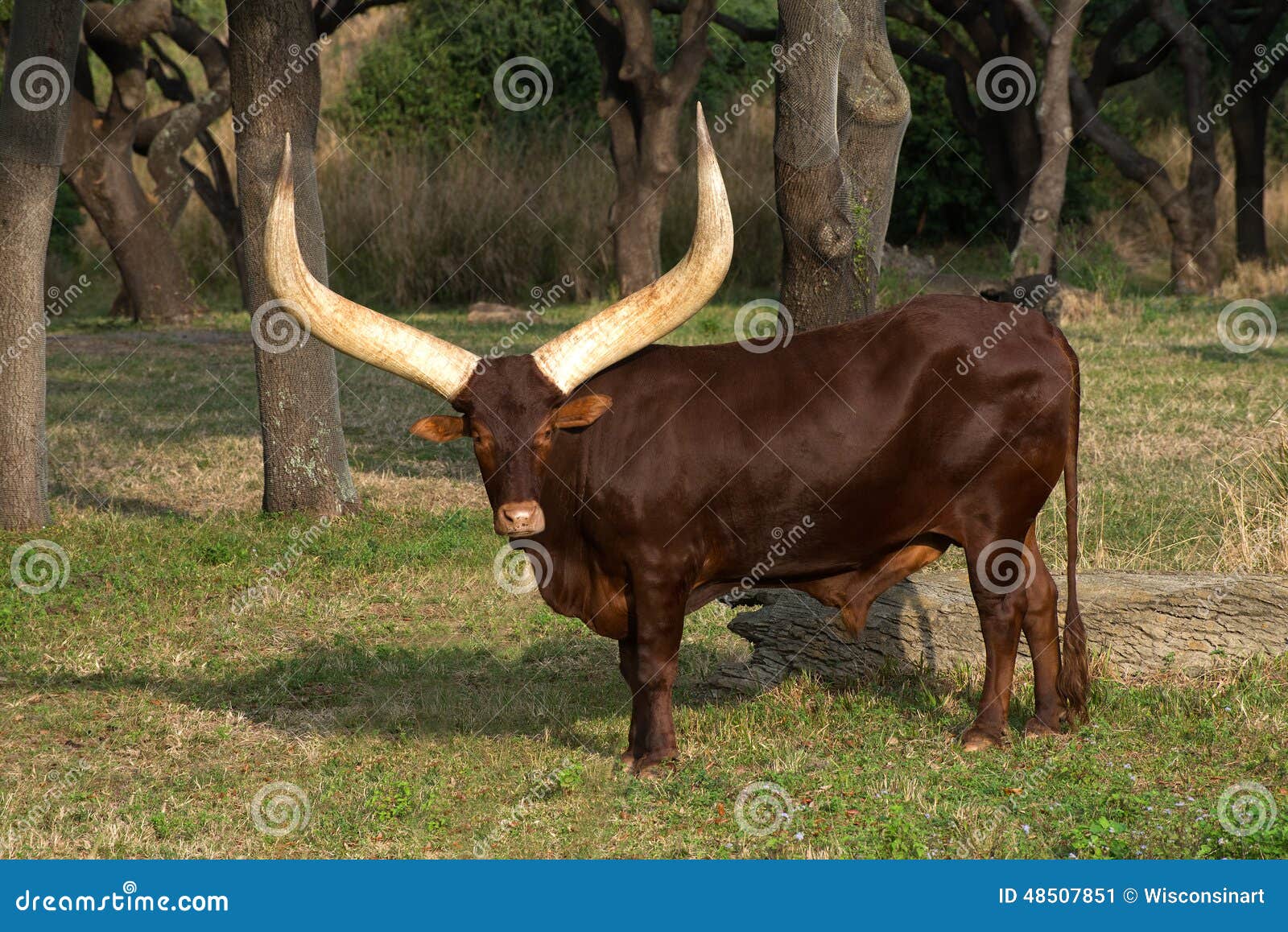 Cuernos Africanos De Ankole Watusi De La Vaca Imagen de archivo ...