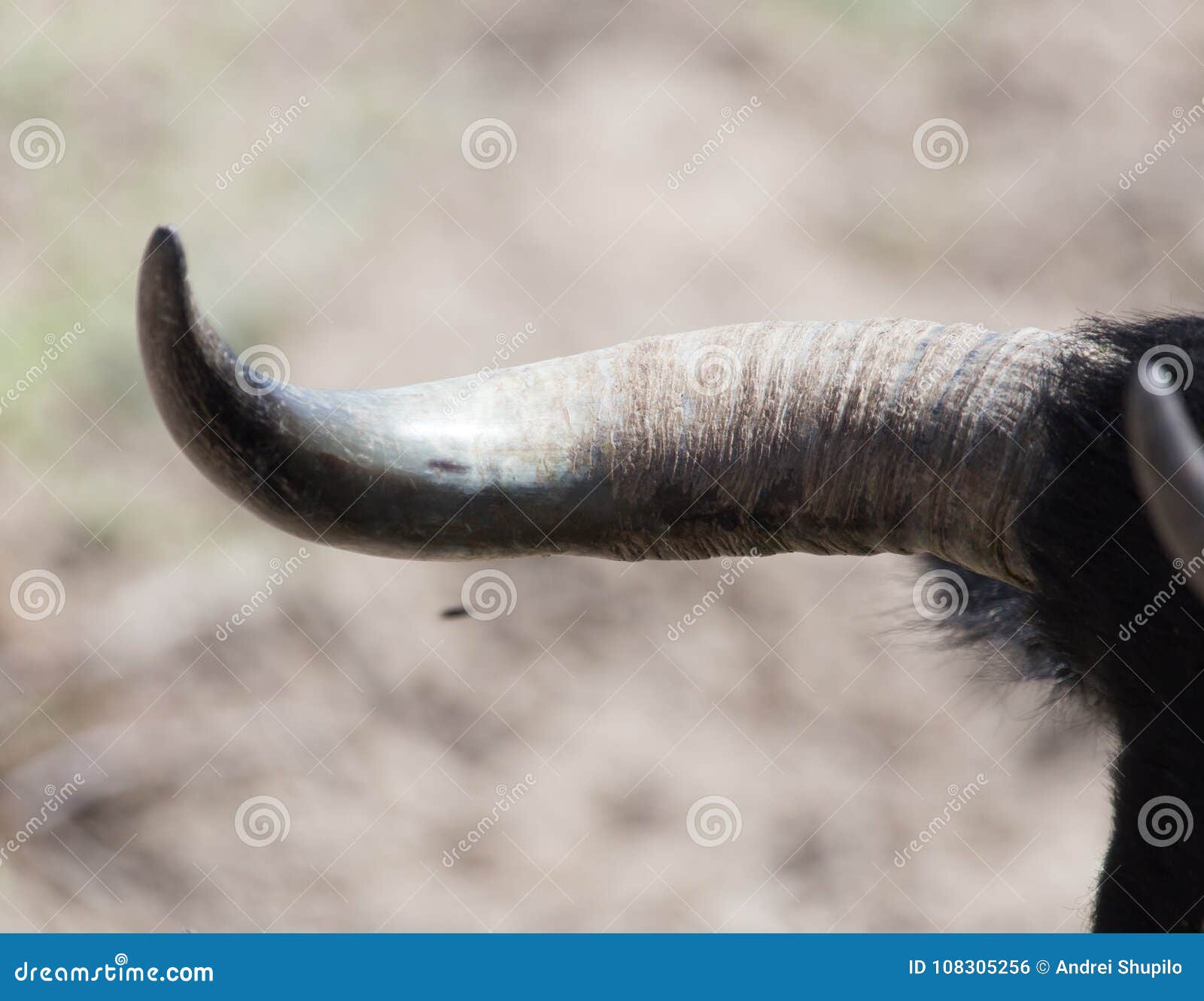 Cuernos de la vaca foto de archivo. Imagen de agricultura - 108305256