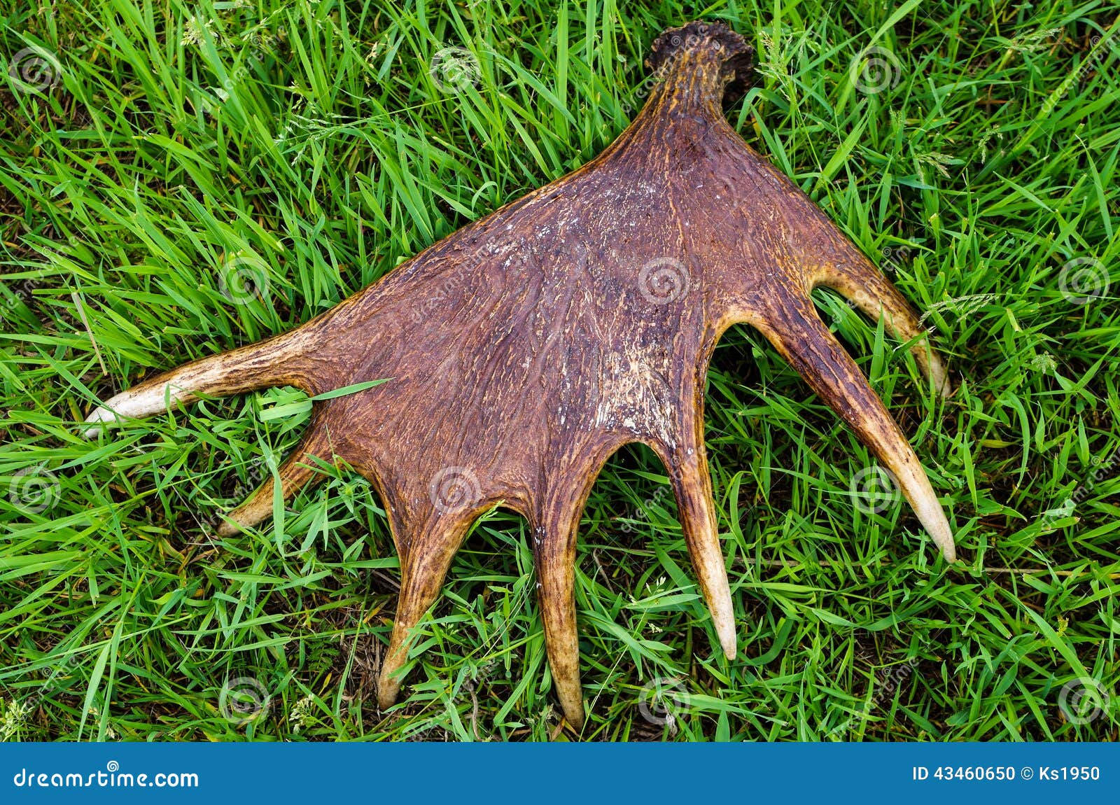 Cuernos de un alce foto de archivo. Imagen de cubo, alces - 43460650