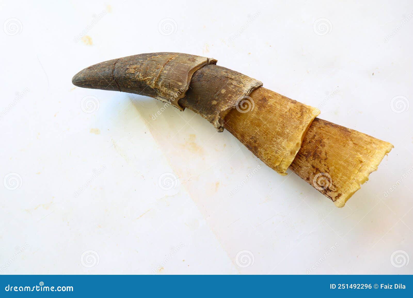 Cuernos De Vaca Aislados En Fondo Blanco Foto de archivo - Imagen de ...