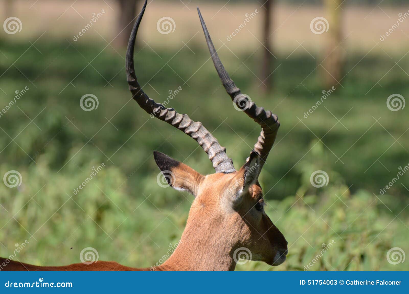Cuernos del impala imagen de archivo. Imagen de kenia - 51754003