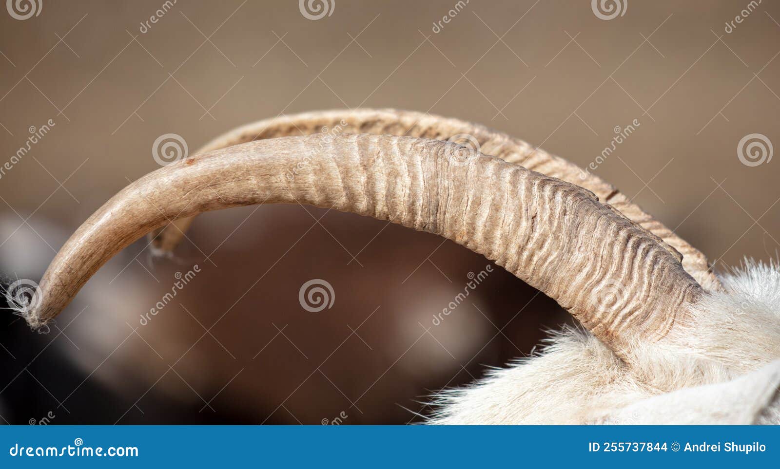 Cuernos En La Cabeza De Una Cabra. Foto de archivo - Imagen de claxon ...
