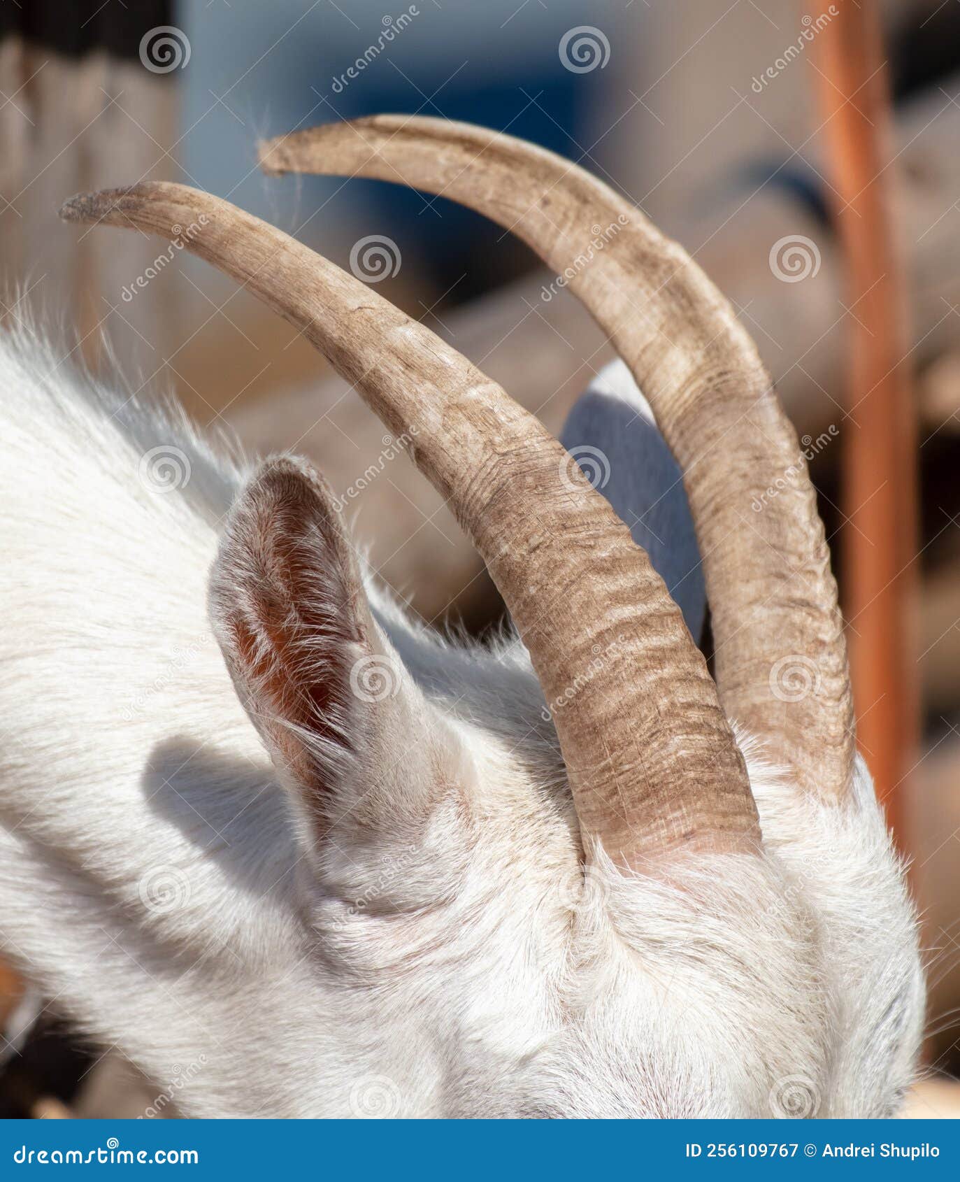Cuernos En La Cabeza De Una Cabra. Imagen de archivo - Imagen de blanco ...