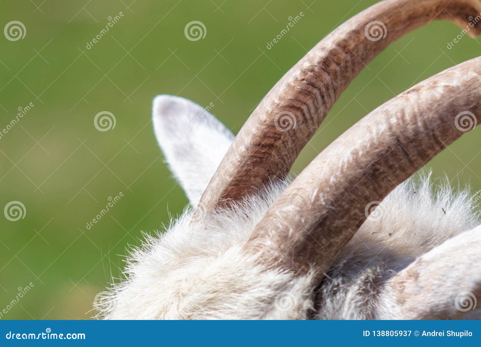 Cuernos En Una Cabra Blanca En Naturaleza Imagen de archivo - Imagen de ...