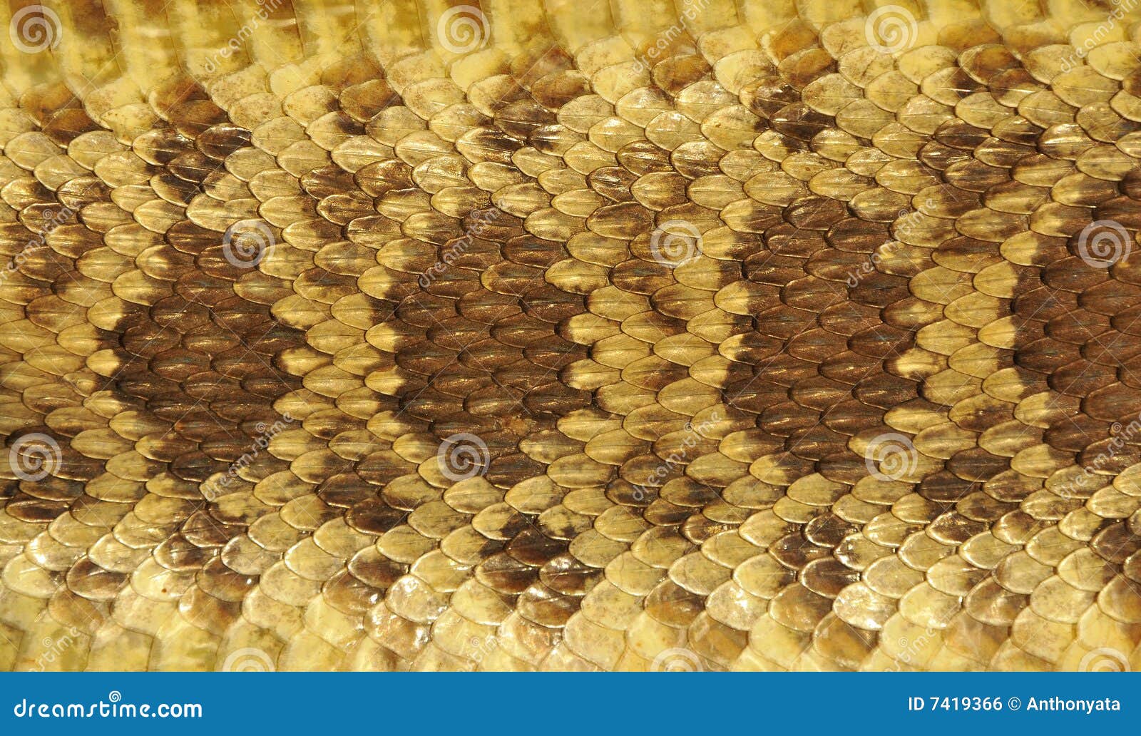 Cuero De La Piel De La Serpiente De Cascabel Foto de archivo - Imagen ...