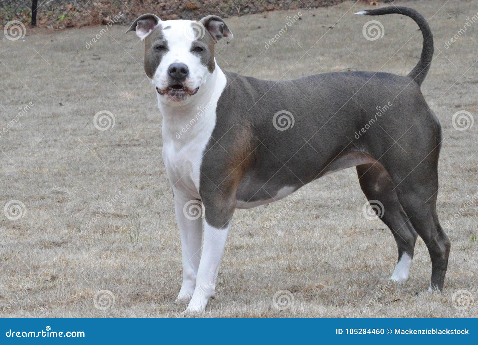 Cuerpo azul de Pitbull foto de archivo. Imagen de cola - 105284460