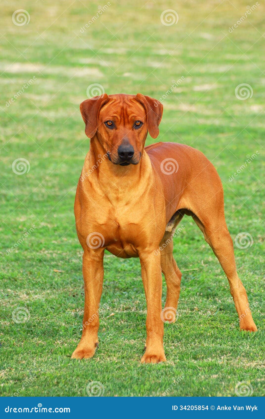 Cuerpo Completo De Rhodesian Ridgeback Del Perro Foto de archivo ...