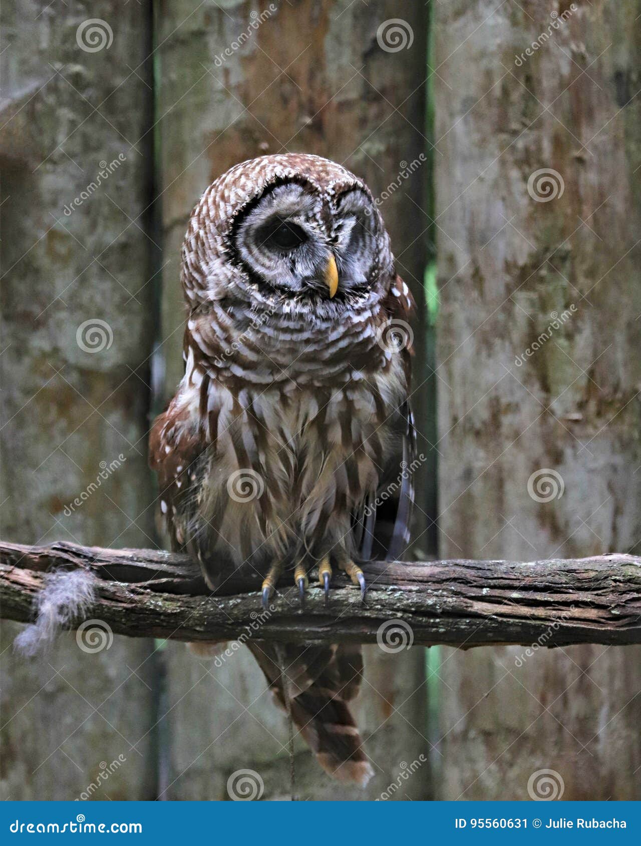 Cuerpo Completo Del Búho Barrado Imagen de archivo - Imagen de presa ...