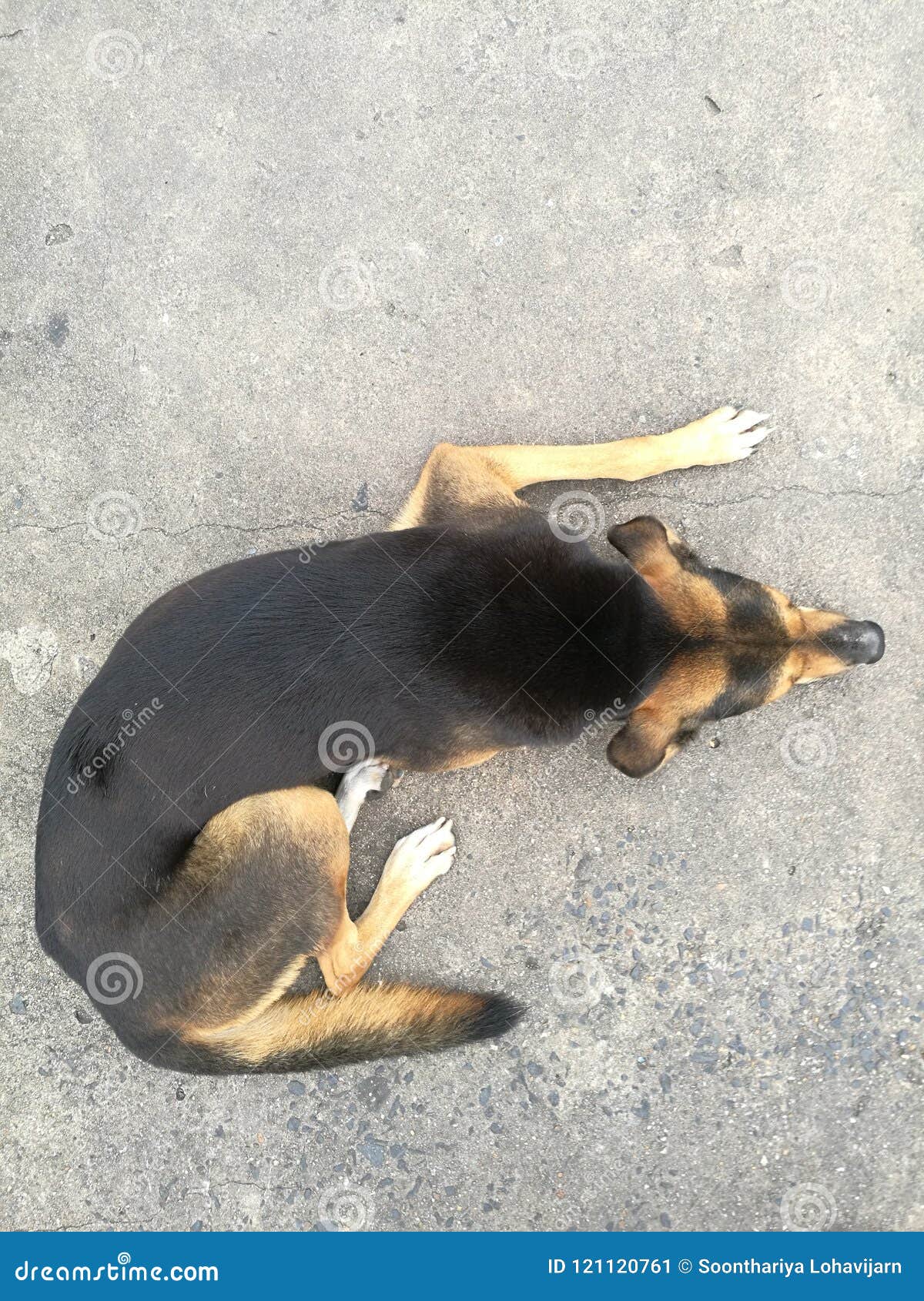 Cuerpo completo del perro imagen de archivo. Imagen de perro - 121120761