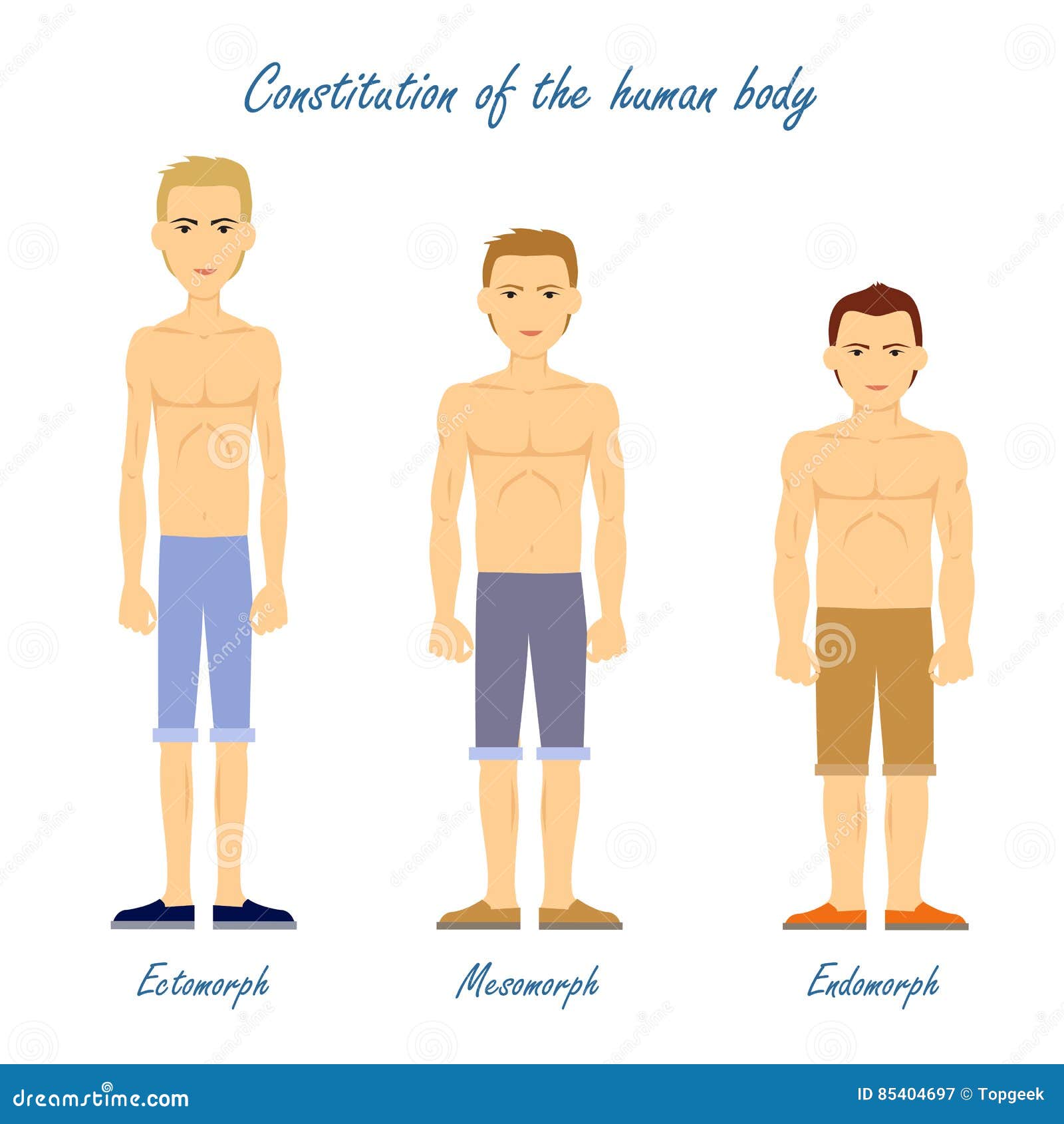 Cuerpo Humano Ectomorph Mesomorph Endomorph Ilustración del Vector ...