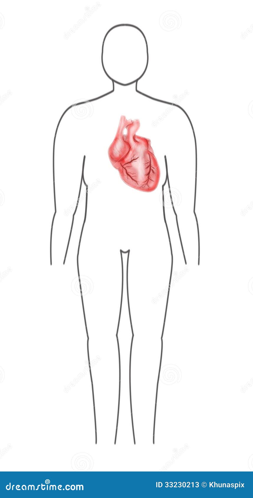 Cuerpo humano y corazón stock de ilustración. Ilustración de cuidado ...
