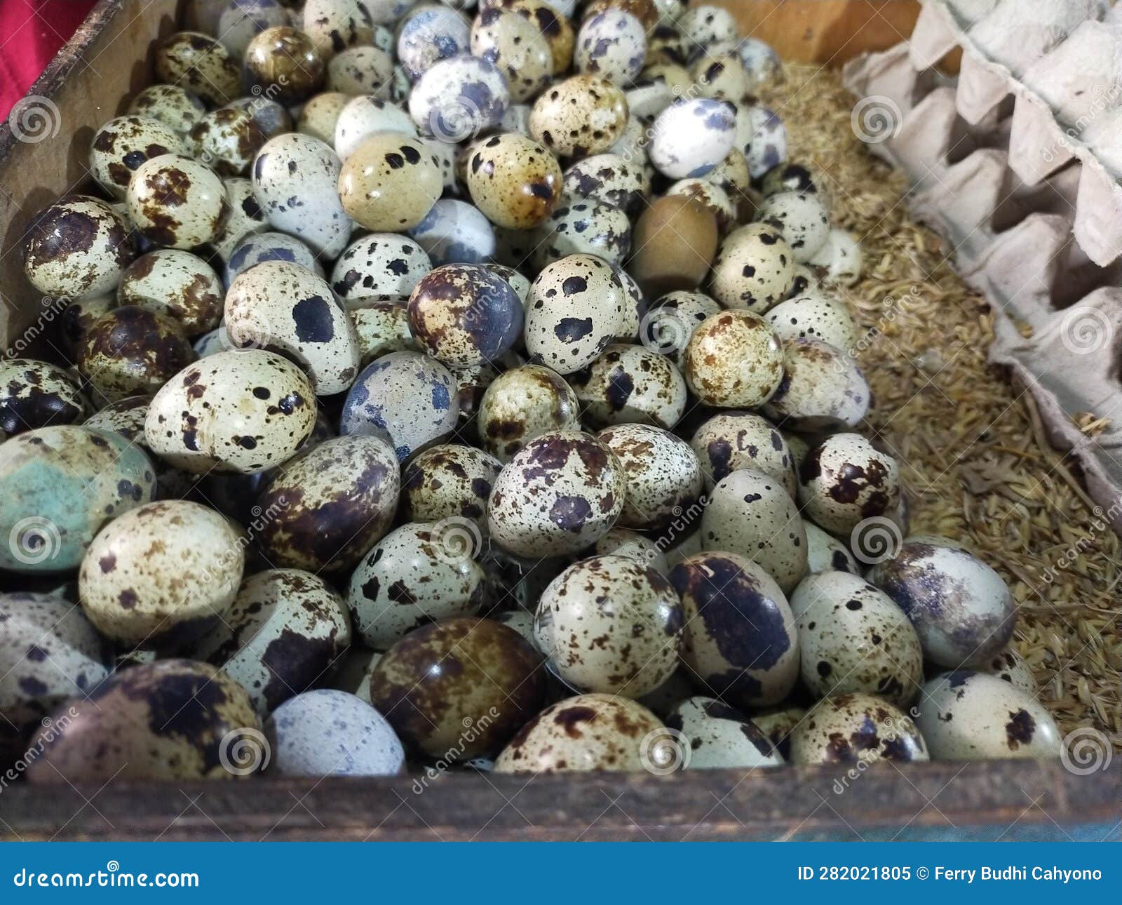 Cuerpo Saludable Comiendo Huevos De Codorniz Imagen de archivo - Imagen ...