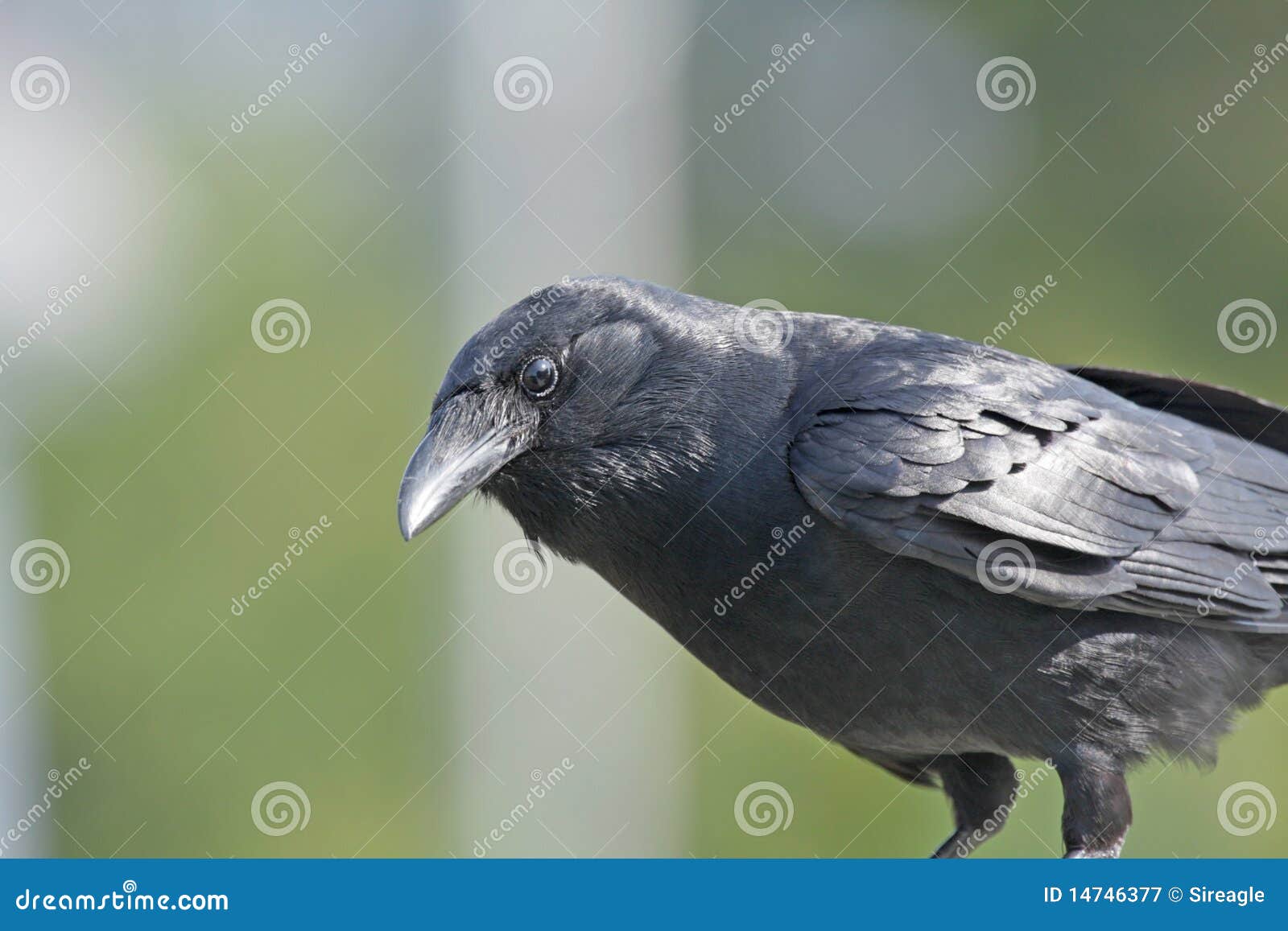 Cuervo imagen de archivo. Imagen de corvus, cuenta, alado - 14746377