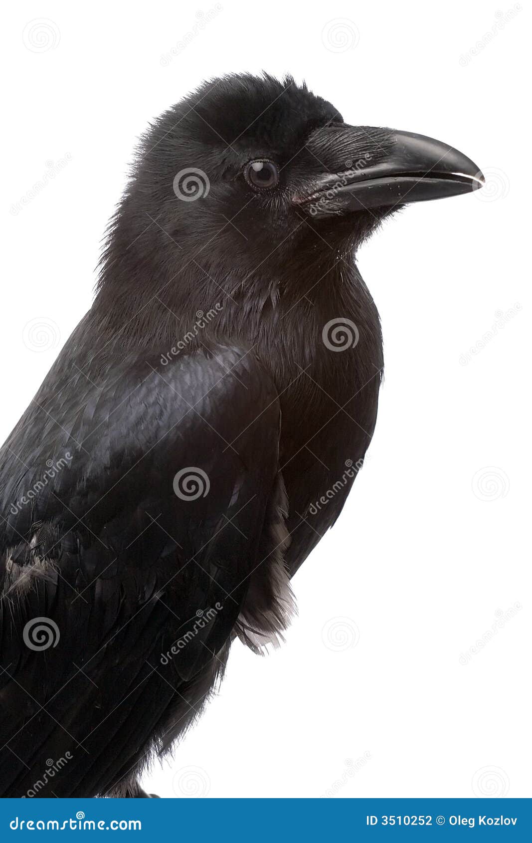 Cuervo foto de archivo. Imagen de morado, halloween, temor - 3510252