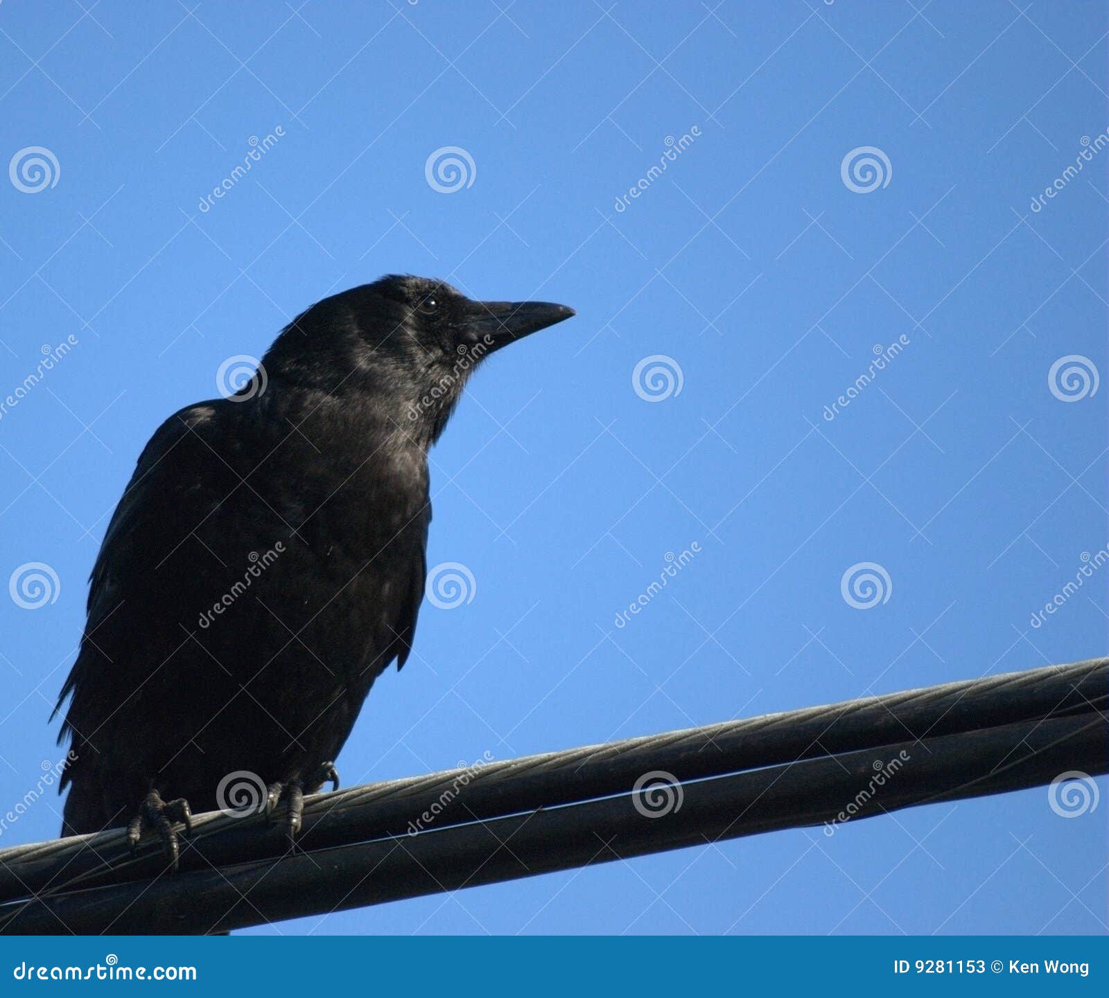 Cuervo imagen de archivo. Imagen de grajo, alambres, pluma - 9281153