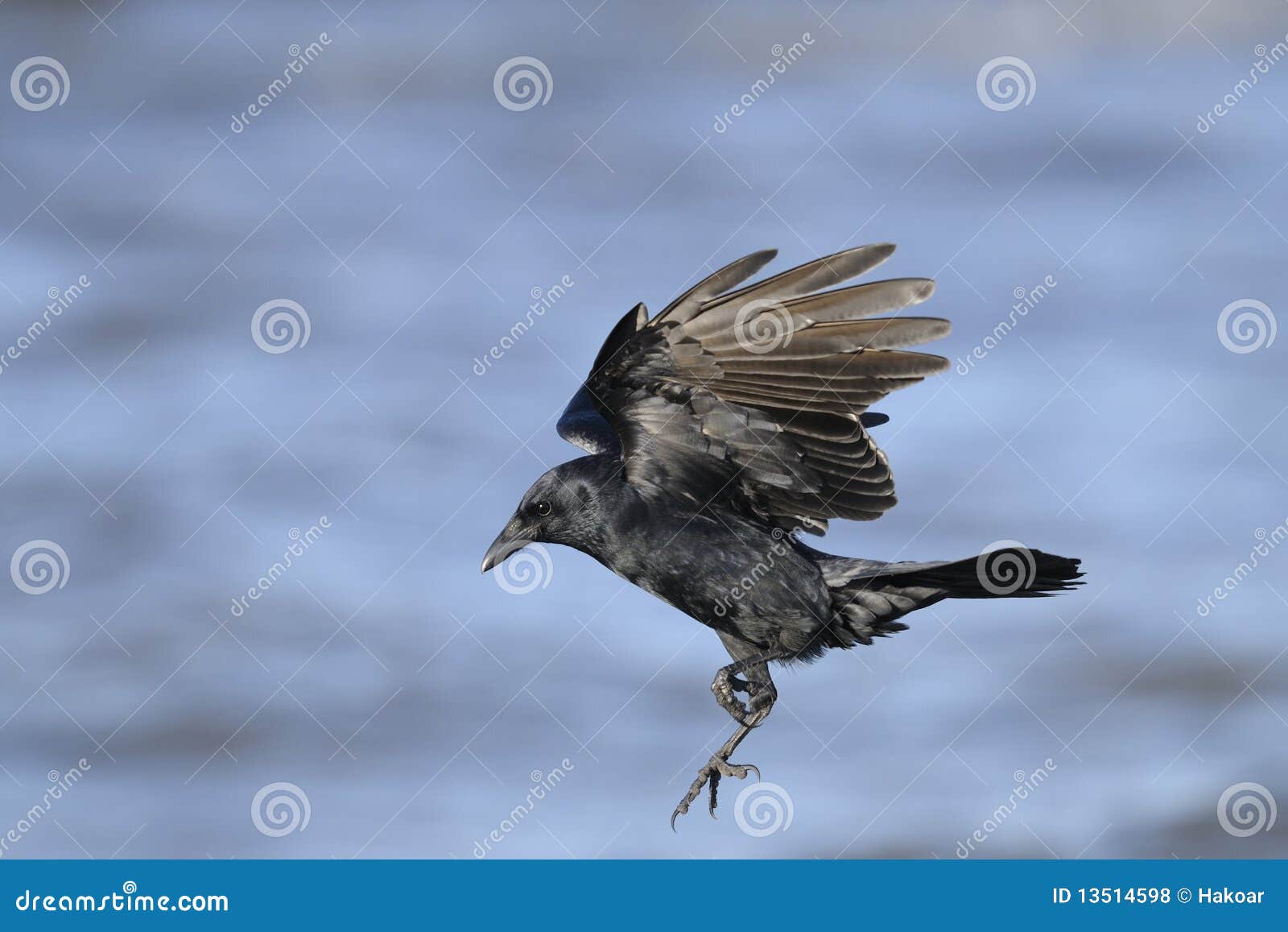 Cuervo Americano, Brachyrhynchos Del Corvus Foto de archivo - Imagen de ...