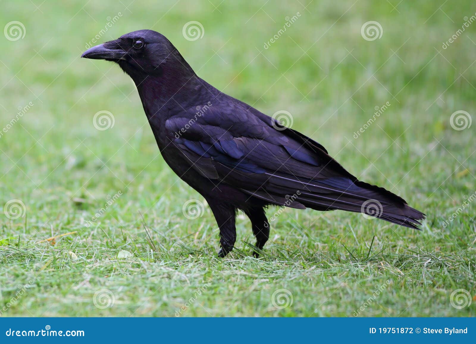 Cuervo Americano (brachyrhynchos Del Corvus) Foto de archivo - Imagen ...