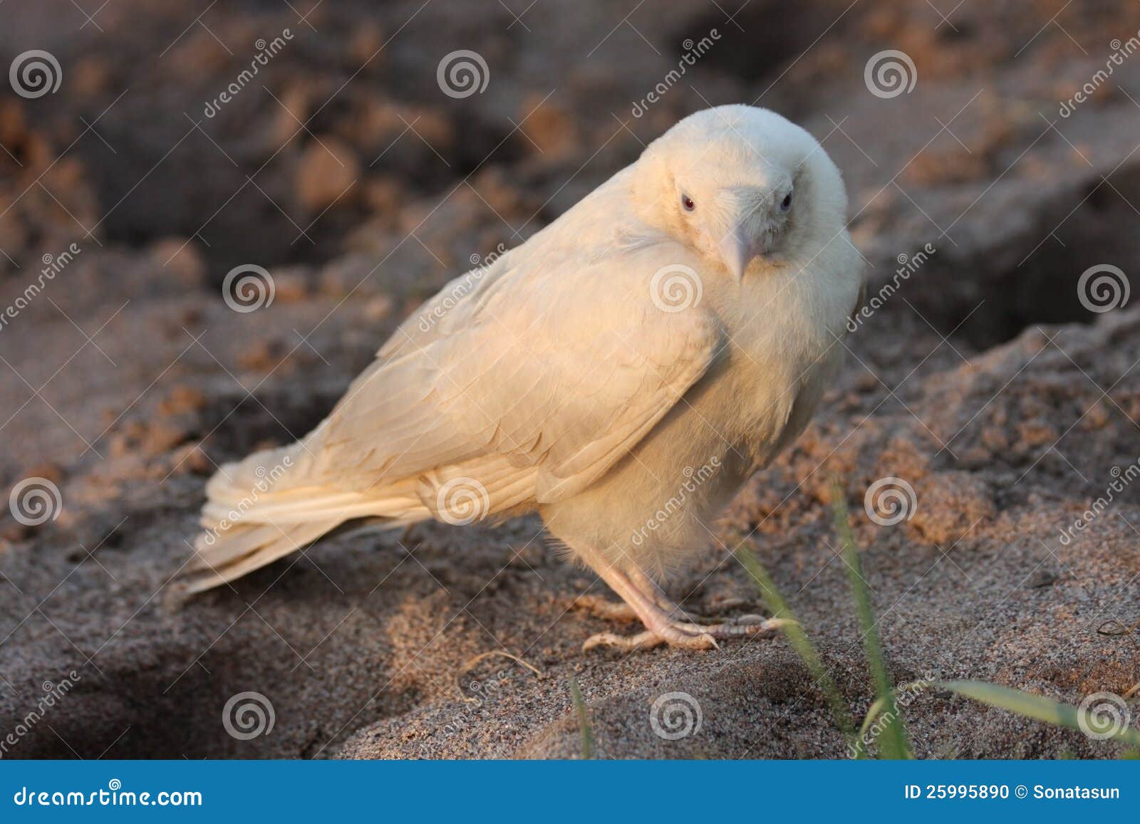 Cuervo blanco foto de archivo. Imagen de fauna, excepcional - 25995890
